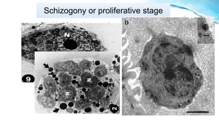 Myxozoan morphology and life cycle | PDF