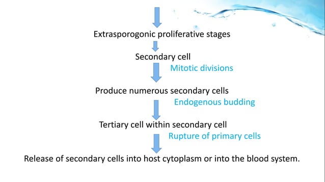 Myxozoan morphology and life cycle | PDF