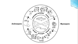 Myxozoan morphology and life cycle | PDF