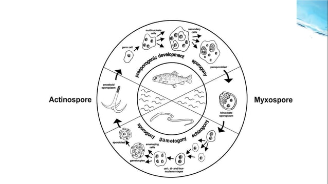 Myxozoan morphology and life cycle | PDF