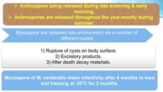Myxozoan morphology and life cycle | PDF