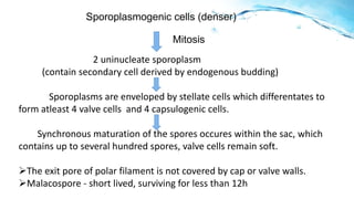 Myxozoan morphology and life cycle | PDF