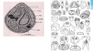 Myxozoan morphology and life cycle | PDF