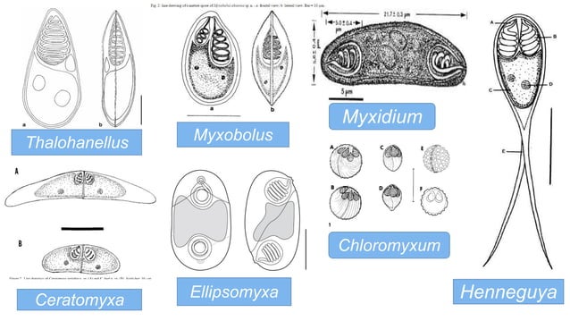 Myxozoan morphology and life cycle | PDF