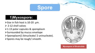 Myxozoan morphology and life cycle | PDF