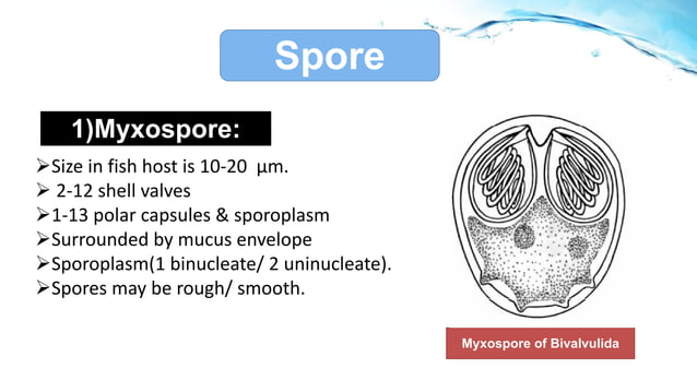 Myxozoan morphology and life cycle | PDF