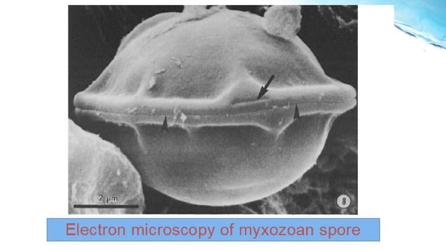 Myxozoan morphology and life cycle | PDF