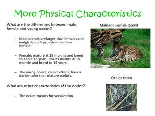 My zoo project final | PPT