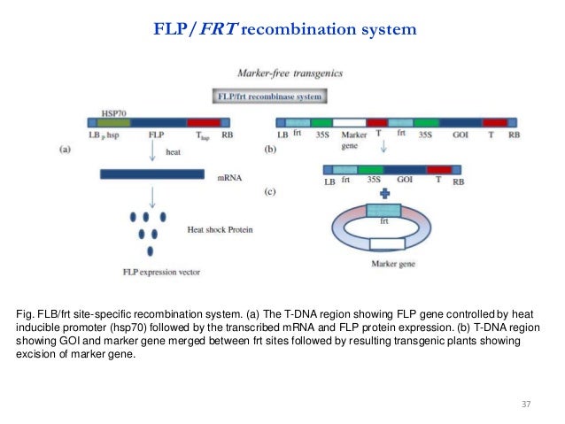 Marker free transgenics: concept and approaches