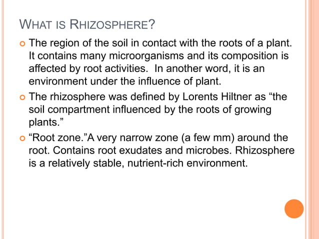Rhizosphere | PPTX | Gardening | Home & Garden
