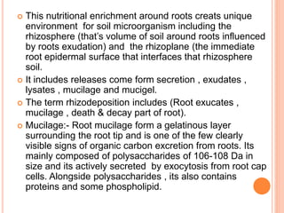 Rhizosphere | PPTX