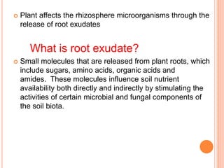 Rhizosphere | PPTX