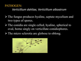VERTICILLIUM WILT OF COTTON | PPTX