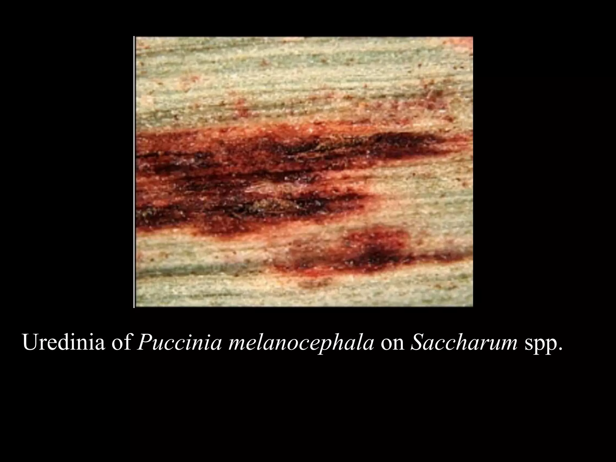 RUSTS OF SUGARCANE | PPTX