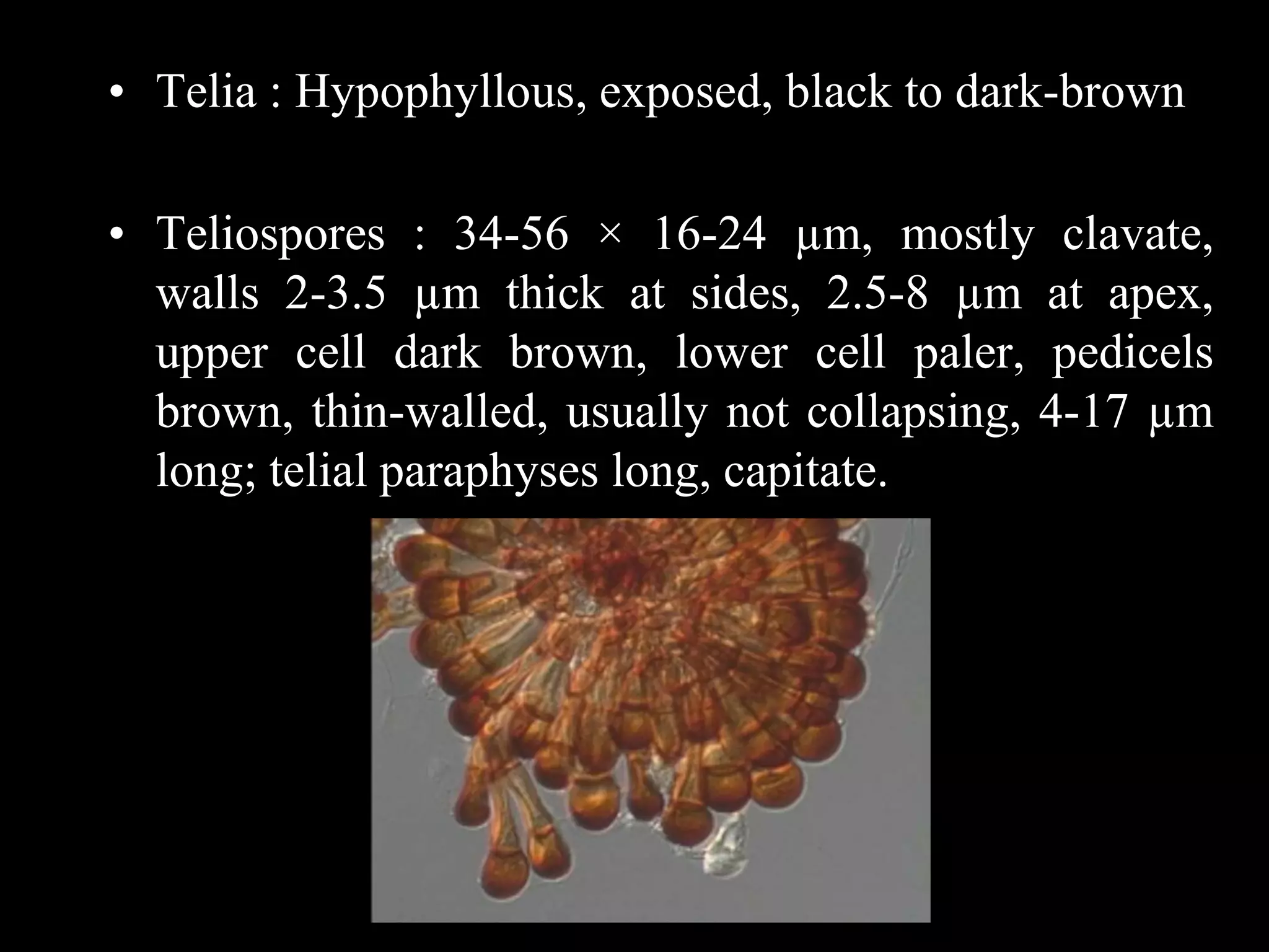 RUSTS OF SUGARCANE | PPTX