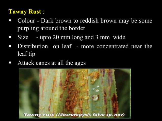RUSTS OF SUGARCANE | PPTX
