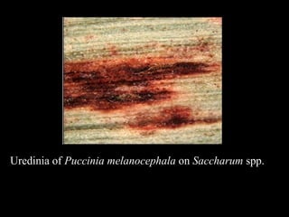 RUSTS OF SUGARCANE | PPTX