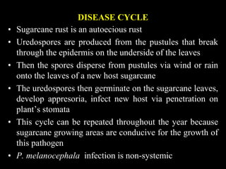RUSTS OF SUGARCANE | PPTX