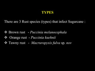 RUSTS OF SUGARCANE | PPTX