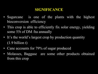 RUSTS OF SUGARCANE | PPTX