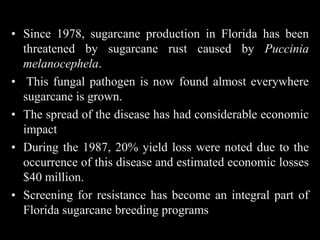 RUSTS OF SUGARCANE | PPTX
