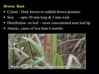 RUSTS OF SUGARCANE | PPTX