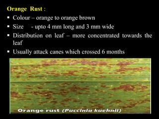 RUSTS OF SUGARCANE | PPTX
