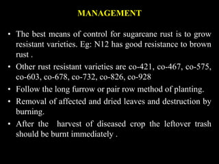 RUSTS OF SUGARCANE | PPT
