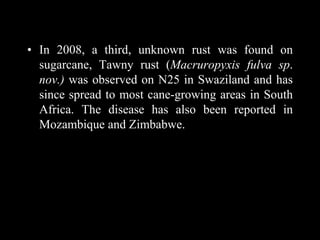 RUSTS OF SUGARCANE | PPT