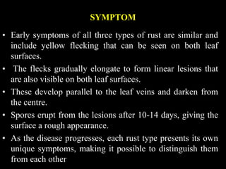 RUSTS OF SUGARCANE | PPT