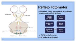 Nervios Craneales en la Oftalmología | PPTX