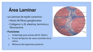 Nervios Craneales en la Oftalmología | PPTX