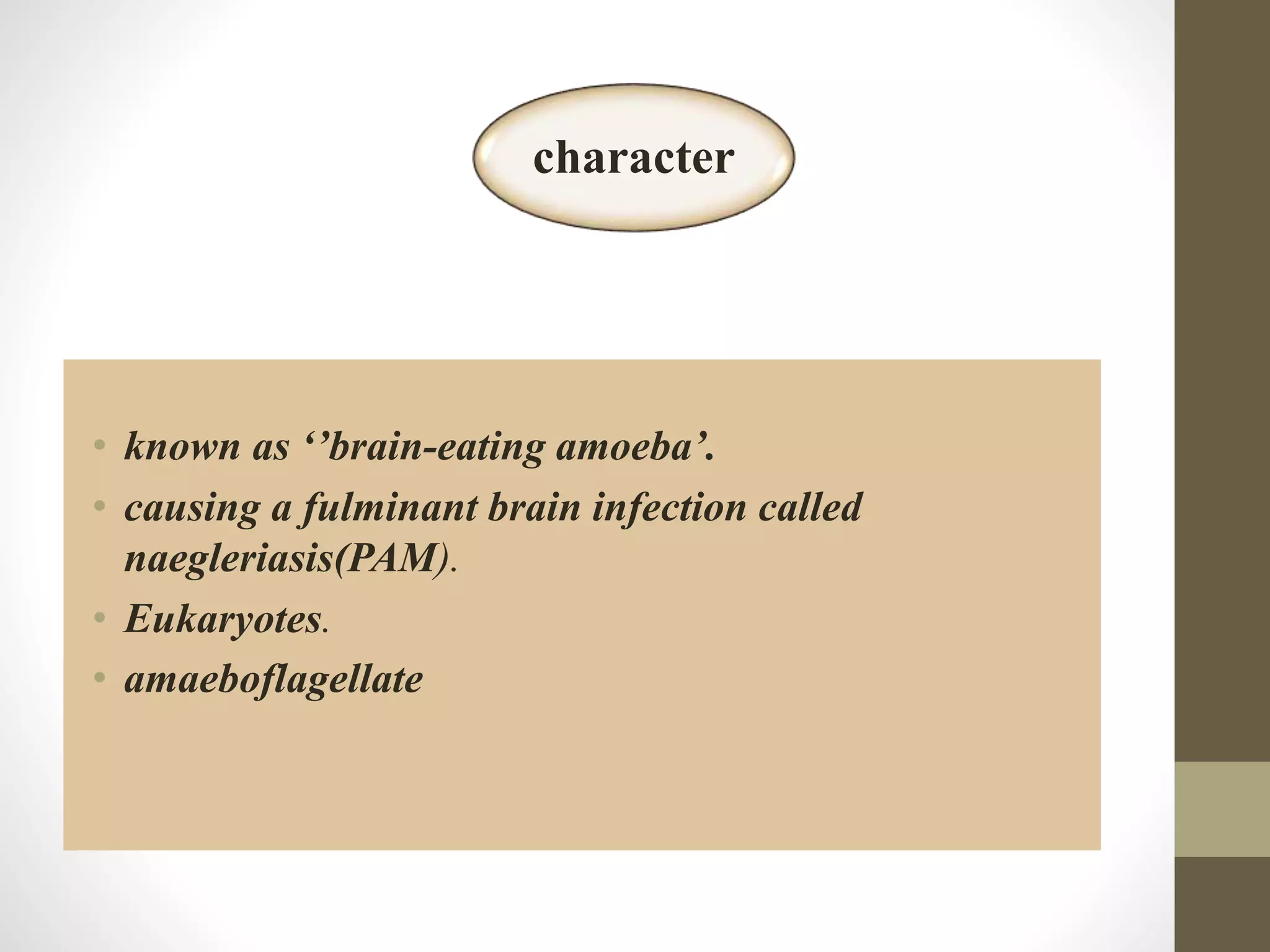 Naegleria fowleri(brain eating amoeba) | PPTX