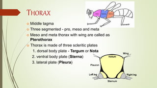 N.AKASH 2021031008 AEN.pptx