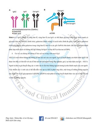 Cơ chế viêm mạch IgA | PDF