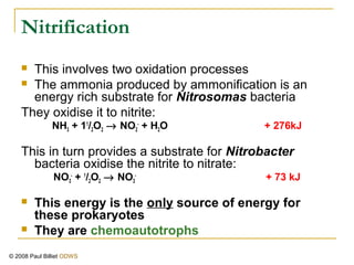 Ammonification Reaction