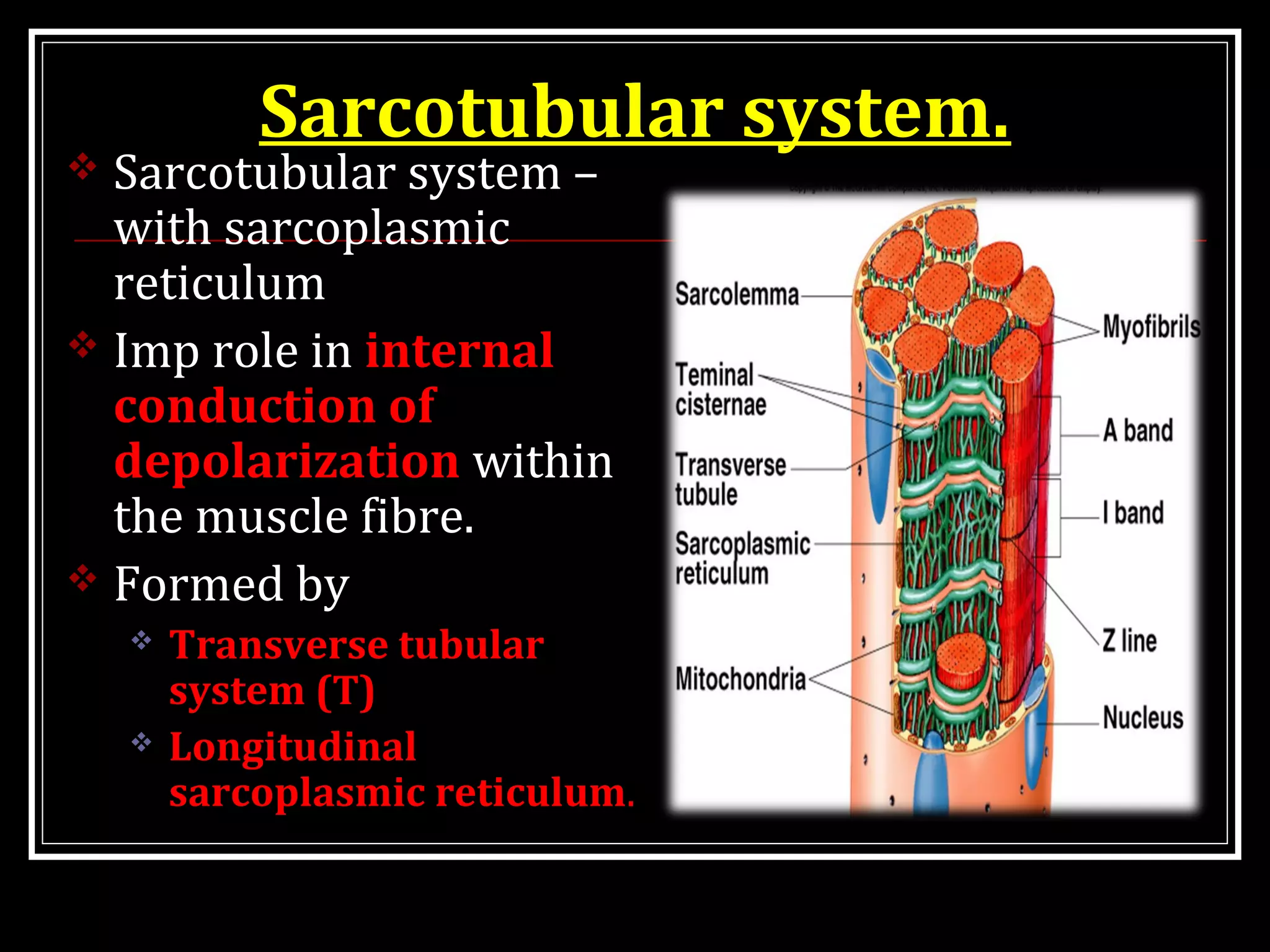 SARCOTUBULAR SYSTEM | PPT