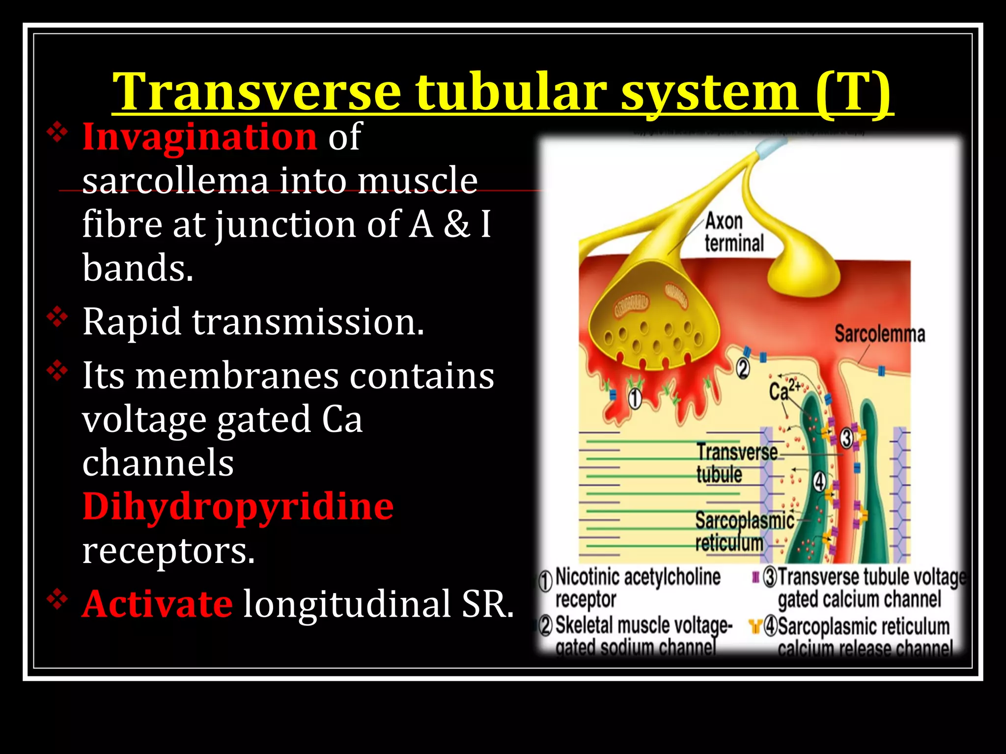 SARCOTUBULAR SYSTEM | PPT