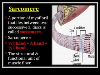 SARCOTUBULAR SYSTEM | PPT