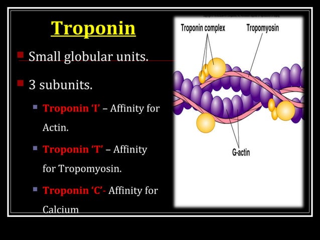 SARCOTUBULAR SYSTEM