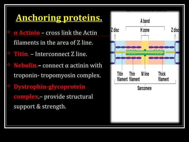 SARCOTUBULAR SYSTEM