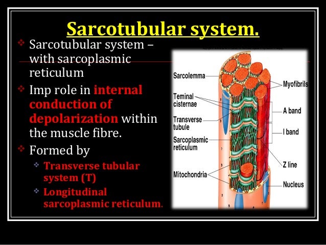 SARCOTUBULAR SYSTEM