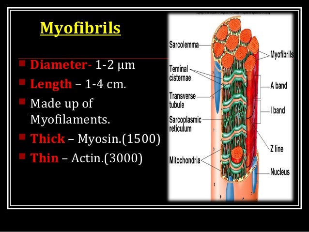 SARCOTUBULAR SYSTEM