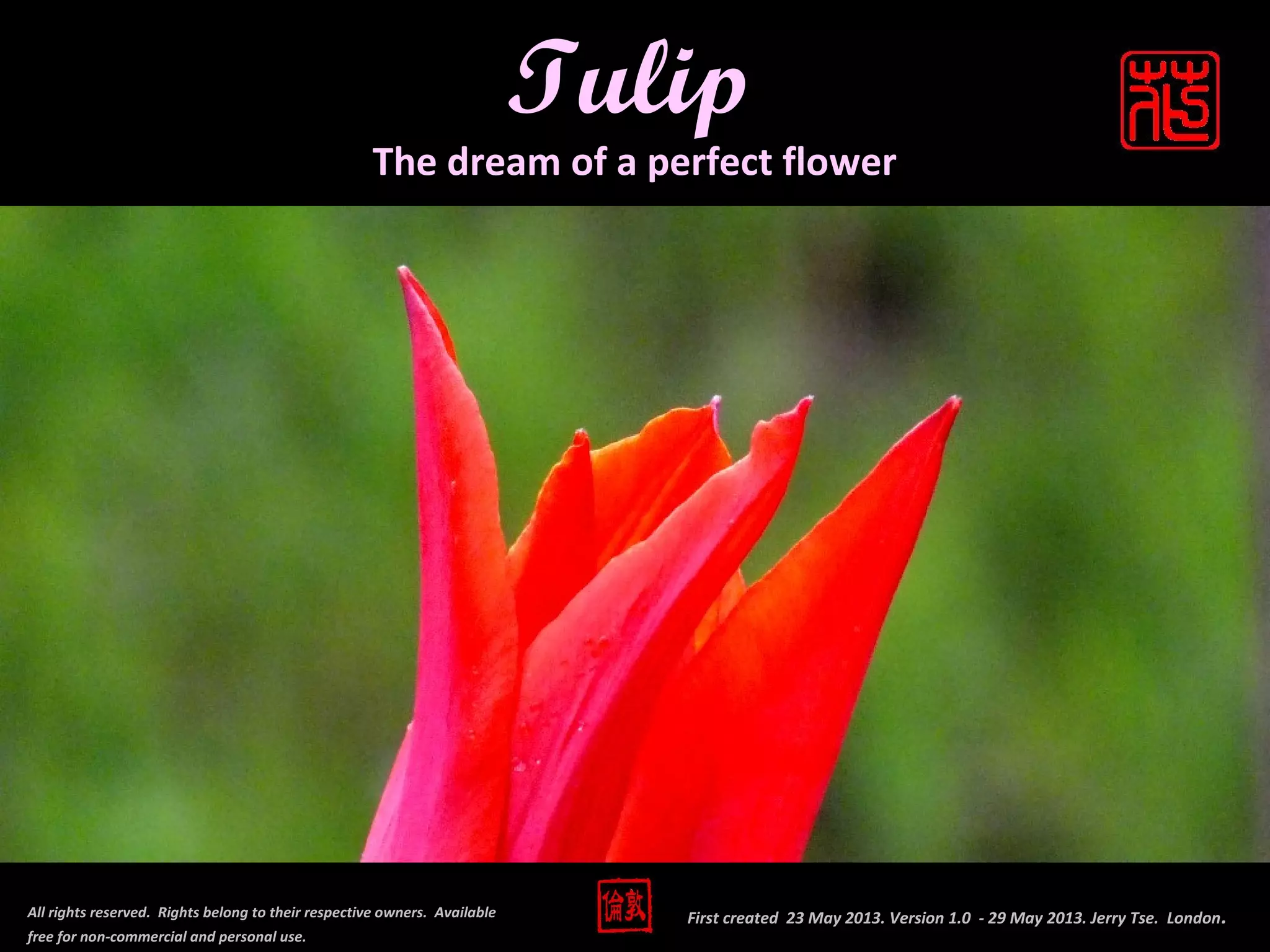 Tulip - The Dream of a Perfect Flower | PPS