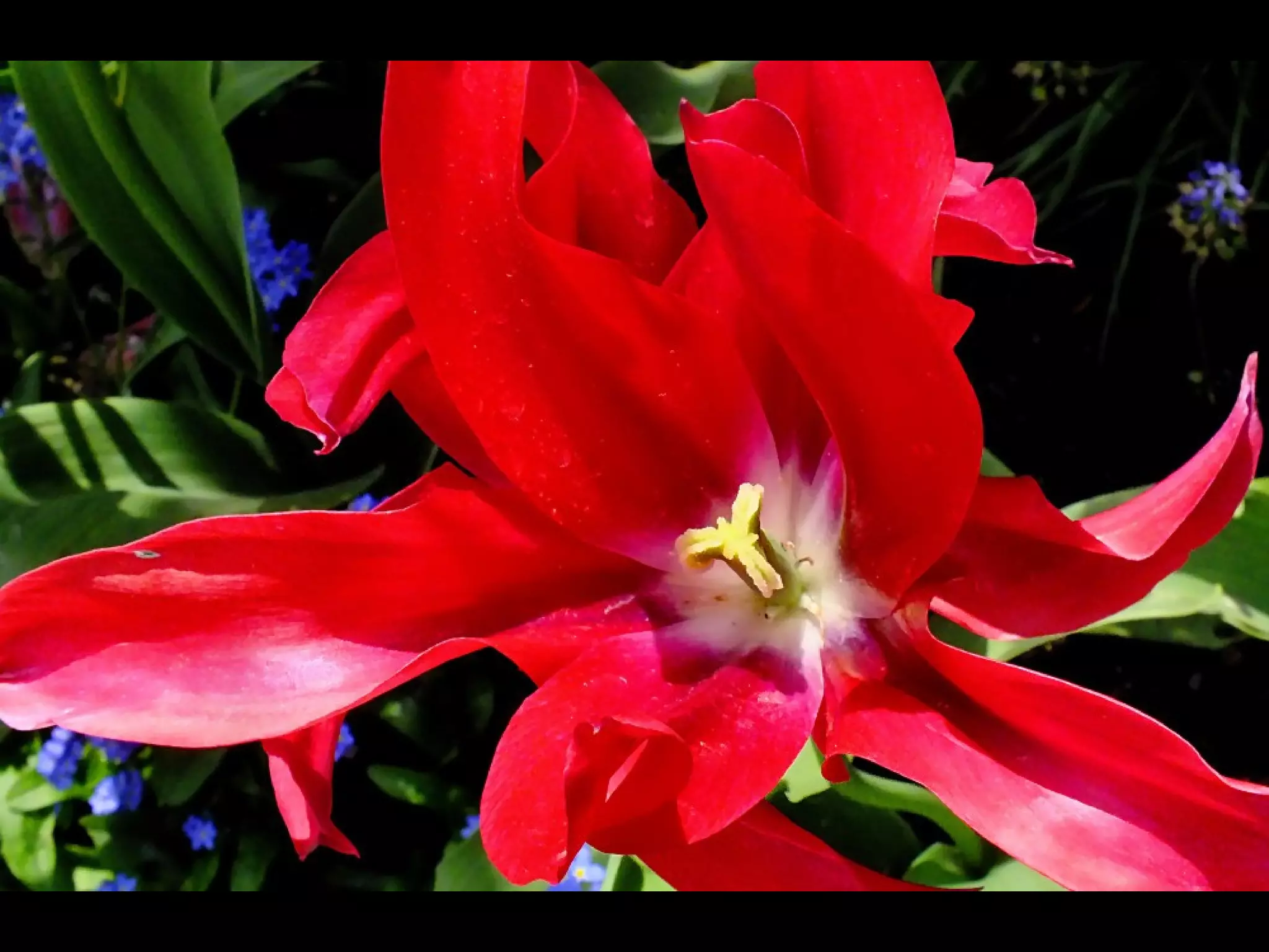 Tulip - The Dream of a Perfect Flower | PPS