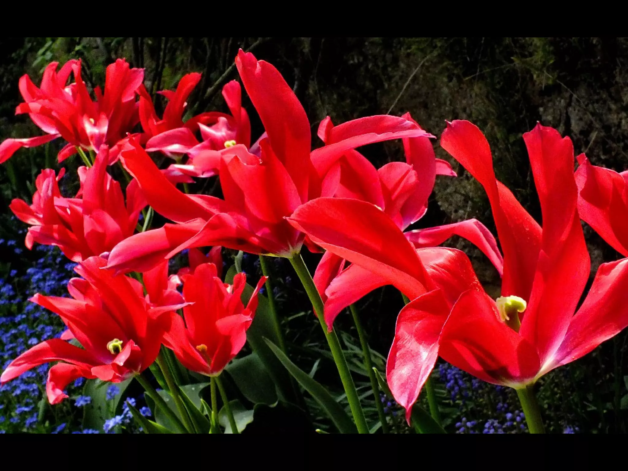 Tulip - The Dream of a Perfect Flower | PPS