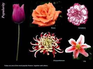 Tulip - The Dream of a Perfect Flower | PPS