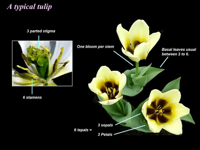 Tulip - The Dream of a Perfect Flower | PPS