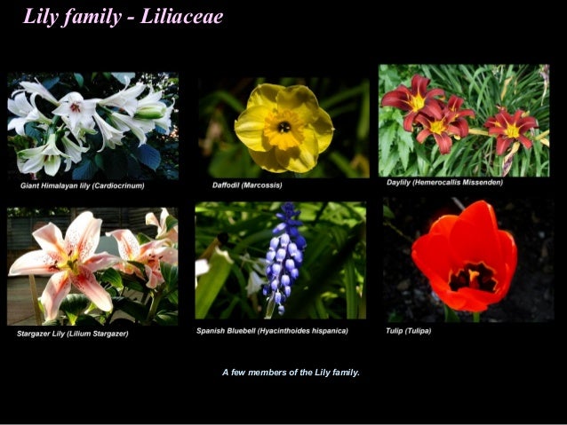 Lily family - Liliaceae A