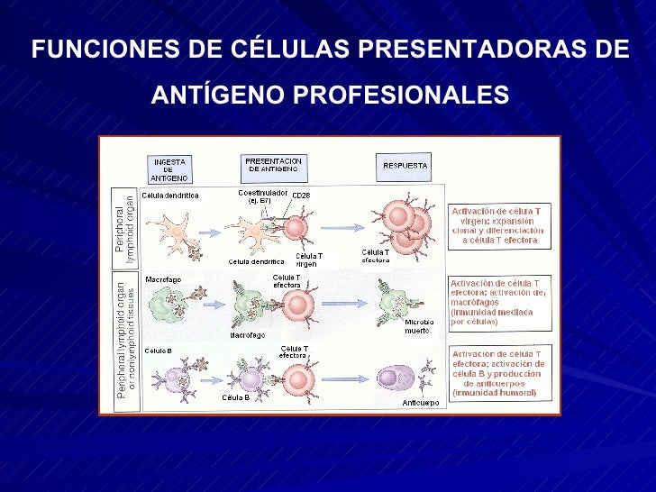 N07 CéLulas Presentadoras De Antigenos